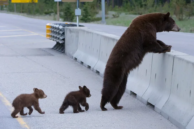 In the USA, a bridge was built for wild animals. How many lives has he ...